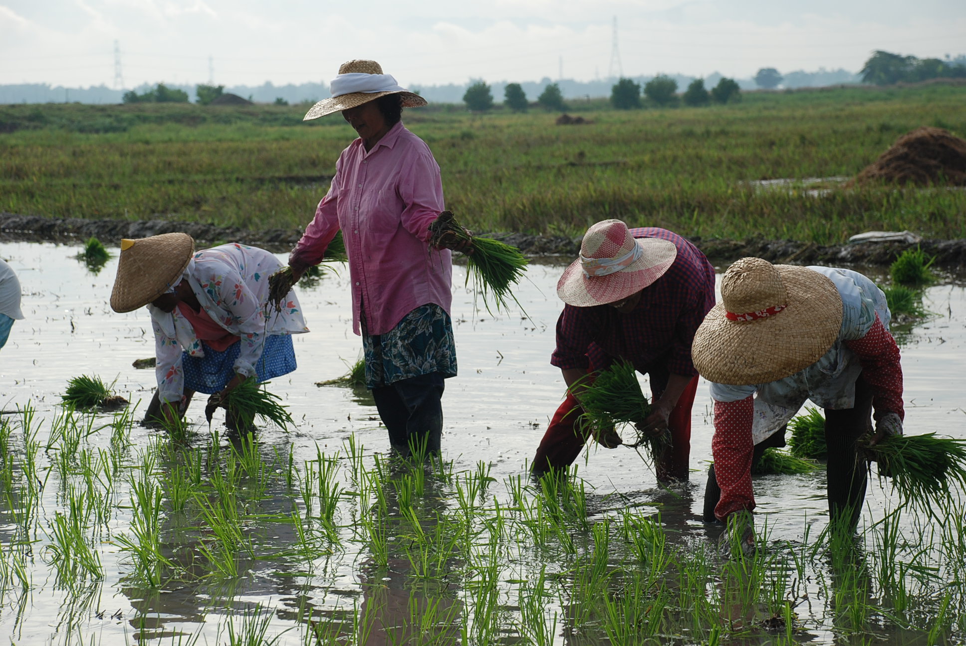 1M RICE FARMERS TO GET P7,000 CASH AID EACH IN 2026 – SPEAKER DY ...